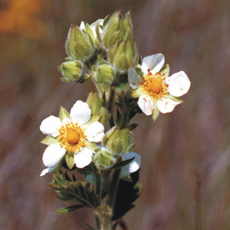 Prairie Future Seed Company. Prairie (Tall) Cinquefoil - Plant